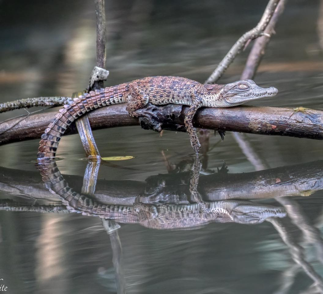 Croco-pile! Watch heartwarming video of mother croc ‘Lizzie’ caring for ...