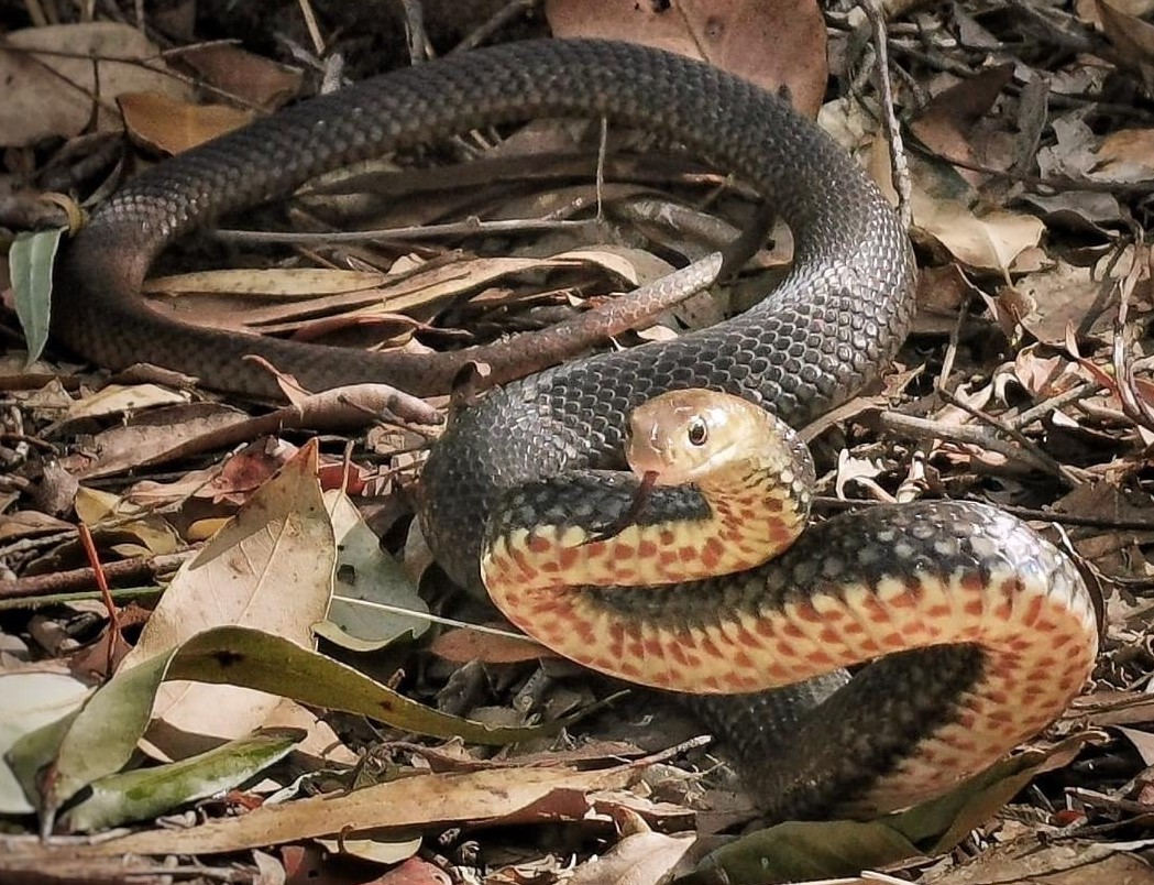 Close encounter with world’s second deadliest snake all in a day’s work