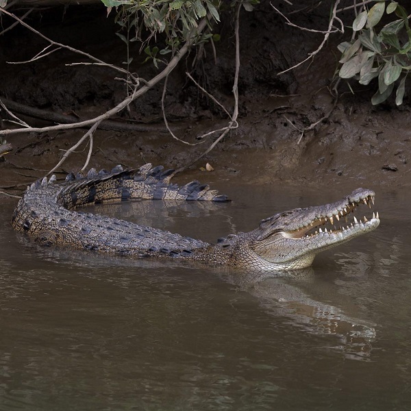 Fears croc plan changes will lead to culling and reduce public safety ...