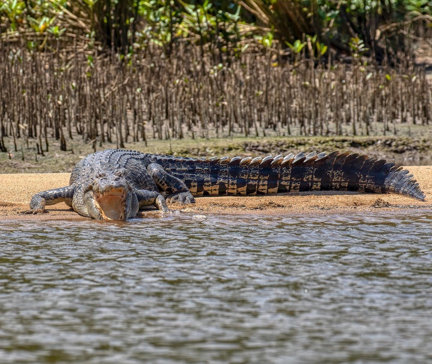 Fears croc plan changes will lead to culling and reduce public safety ...