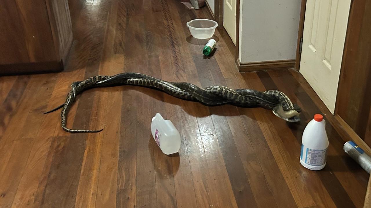 Video captures writhing snakes after shock pantry find – The Queenslander