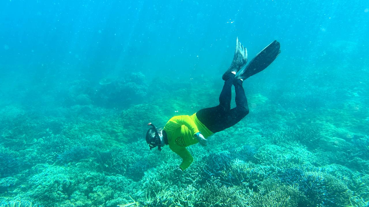 Record reef funding in fight against ‘in danger’ ruling – The Queenslander